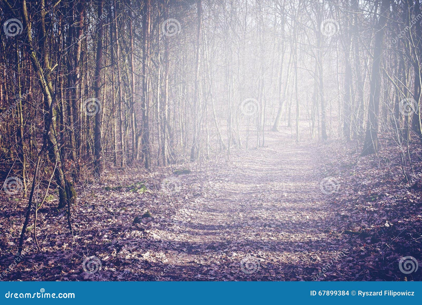 Forest Path in Misty Morning. Stock Photo - Image of feaf, autumn: 67899384