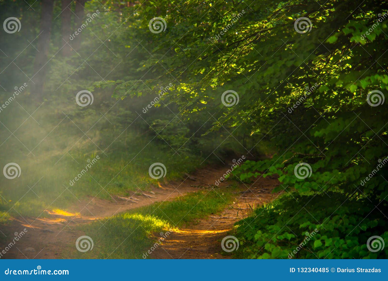 Forest Path in Misty Morning Stock Image - Image of foliage, beauty ...