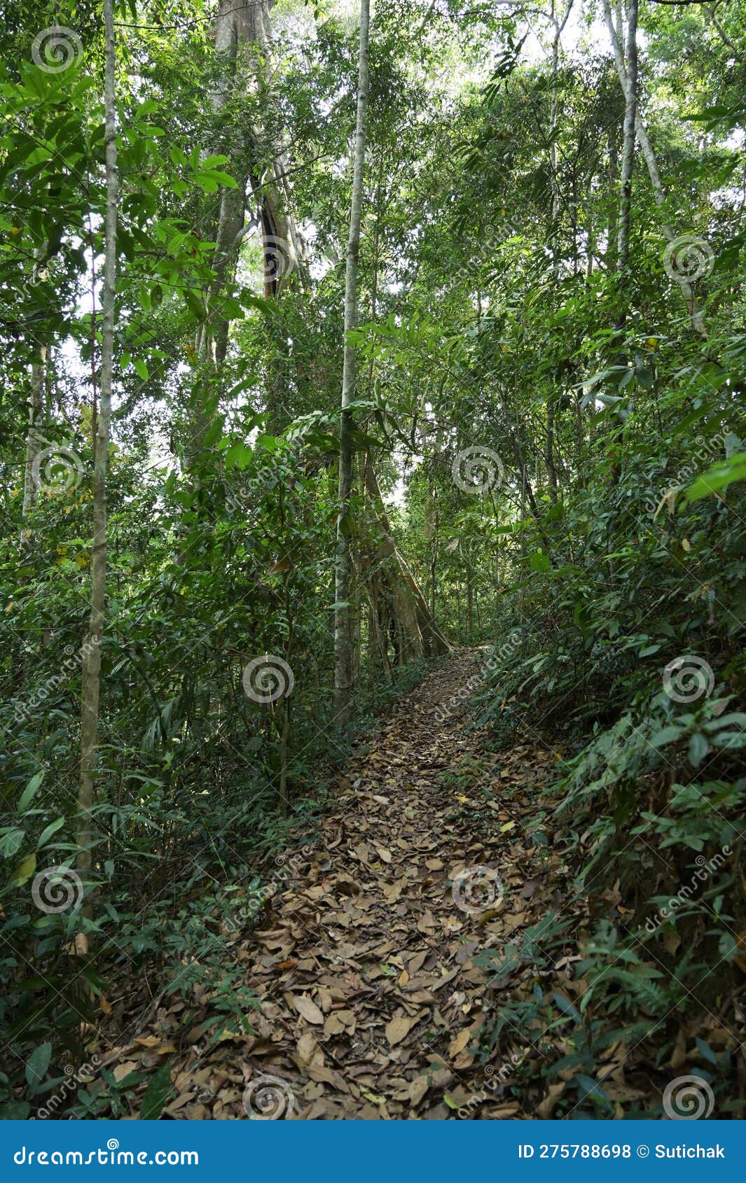 Forest Path in the Morning, Trees in Springtime Stock Photo - Image of ...