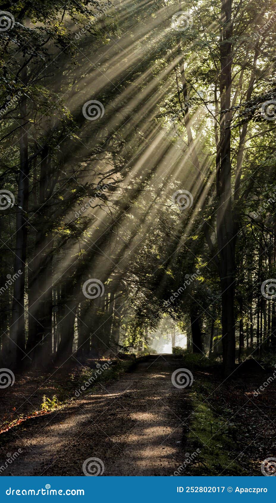 A Forest Path in the Morning Illuminated by the Rays of the Sun. Stock ...