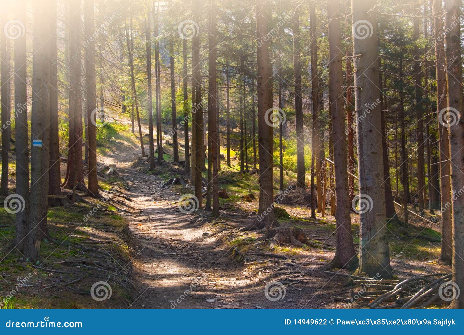 Forest Path in the Morning Light Stock Photo - Image of mountains ...