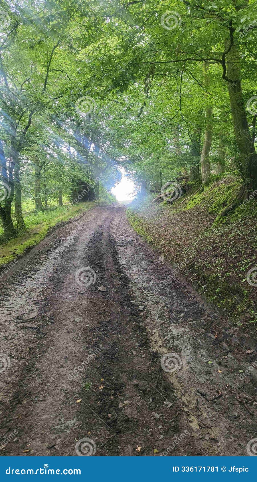 Forest Path in the Morning Light, an Adventurous Forest Path Stock ...