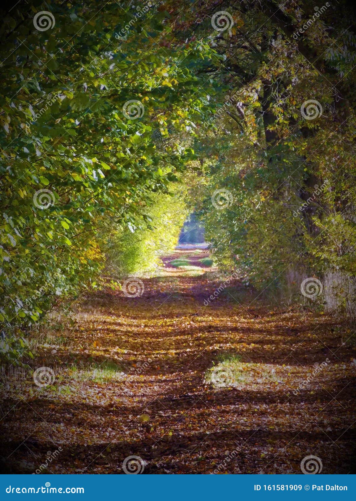 A Forest Path in the Morning Light Stock Image - Image of path, morning ...