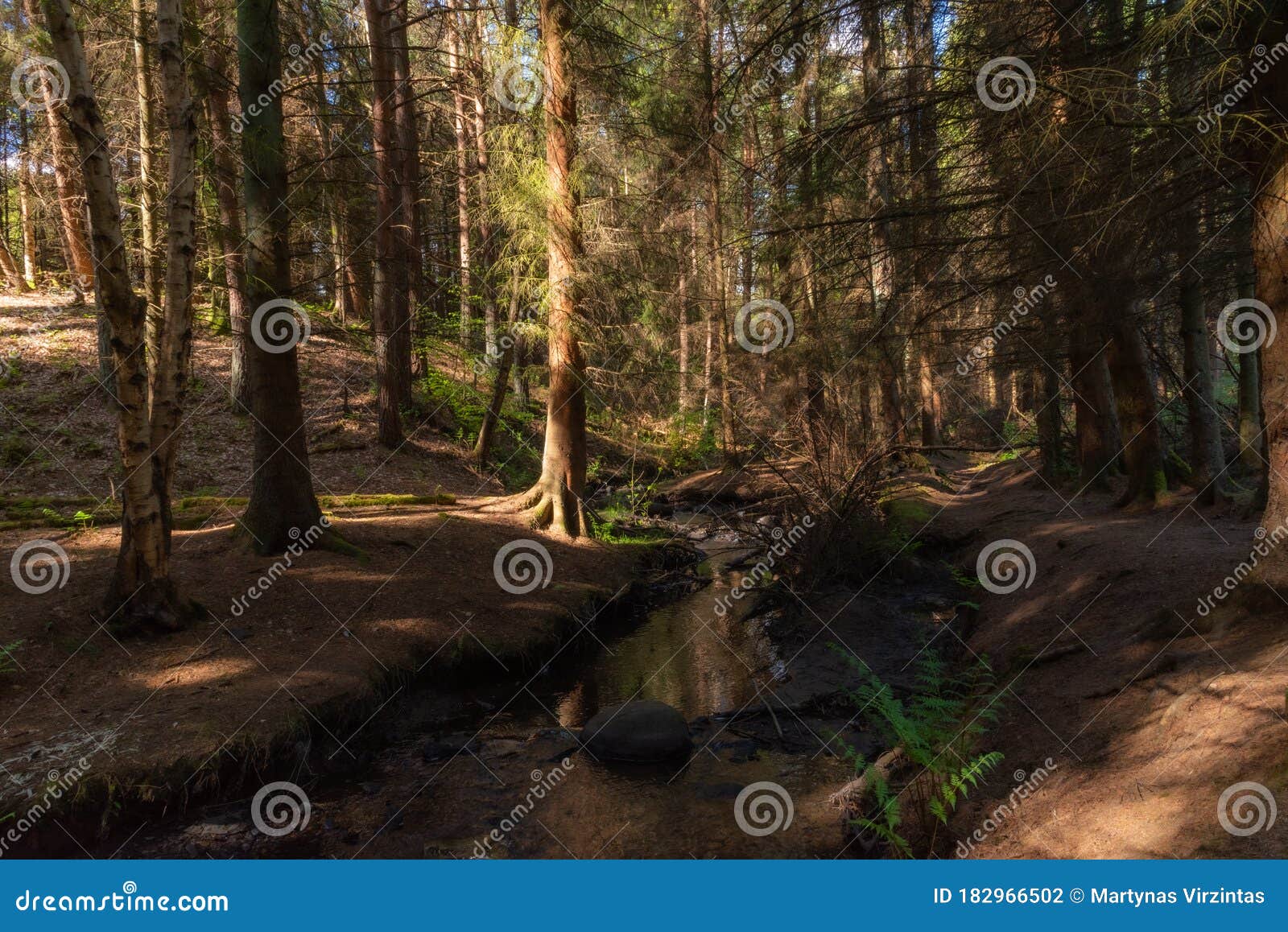 Forest Path in the Morning, Scotland Stock Photo - Image of holiday ...