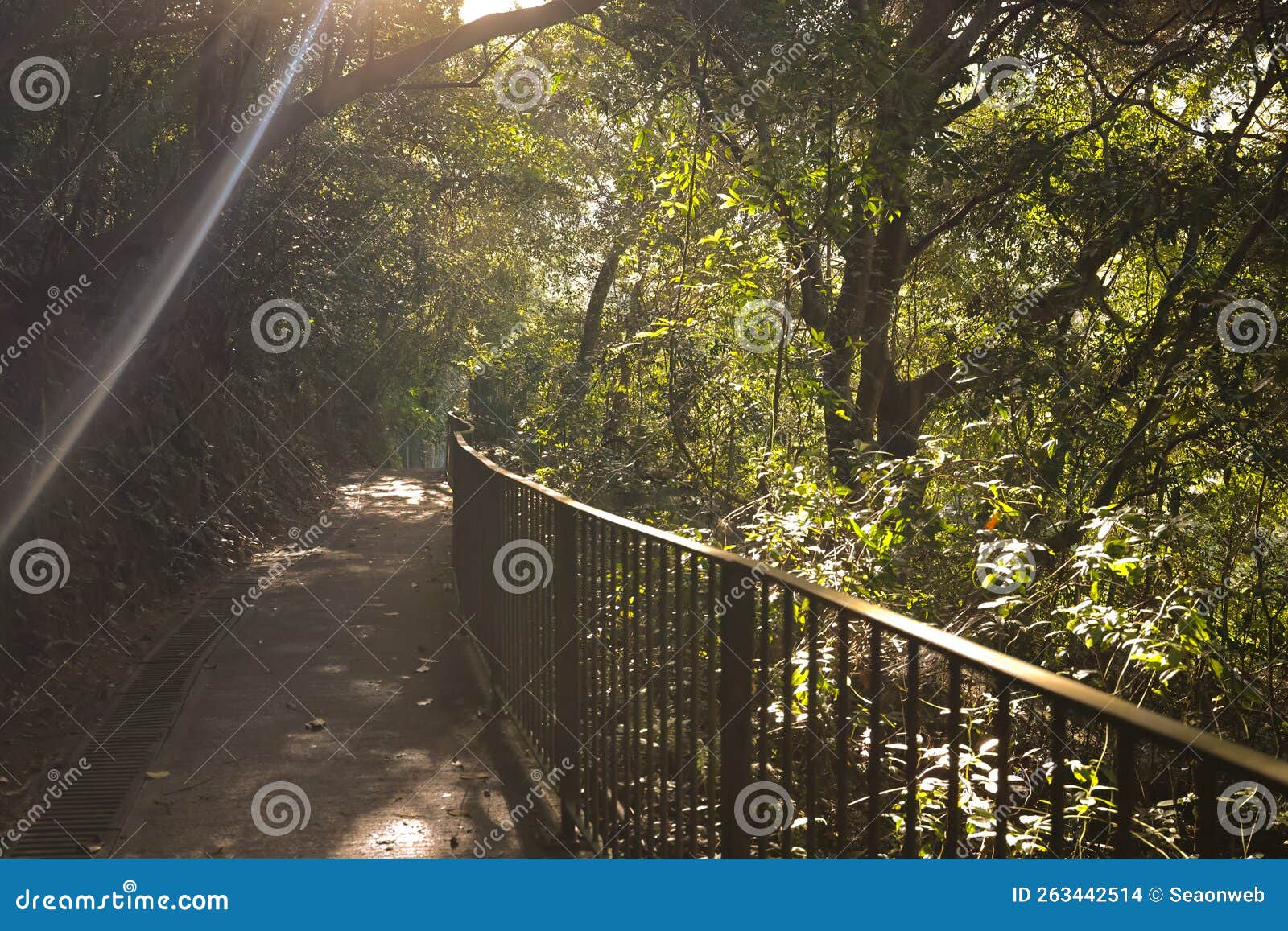 The Forest Path in the Morning Sun Beam, Hk 29 Nov 2022 Stock Photo ...