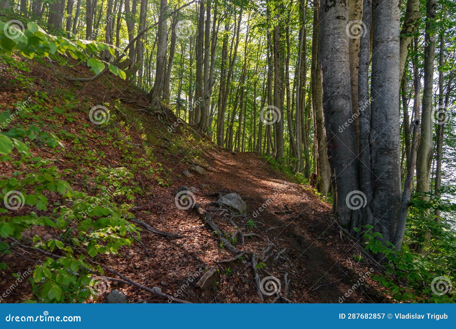 Forest Path in the Morning Sun Beam Stock Image - Image of scene ...