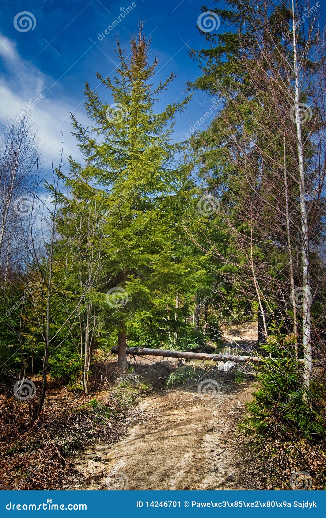Forest Path in the Mountains Stock Image - Image of tree, nature: 14246701
