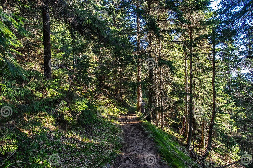 Forest Path in the Mountains Stock Image - Image of outdoors ...