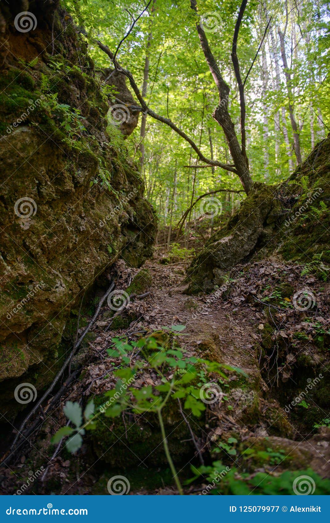 Forest Path through a Gorge Stock Image - Image of nature, passage ...