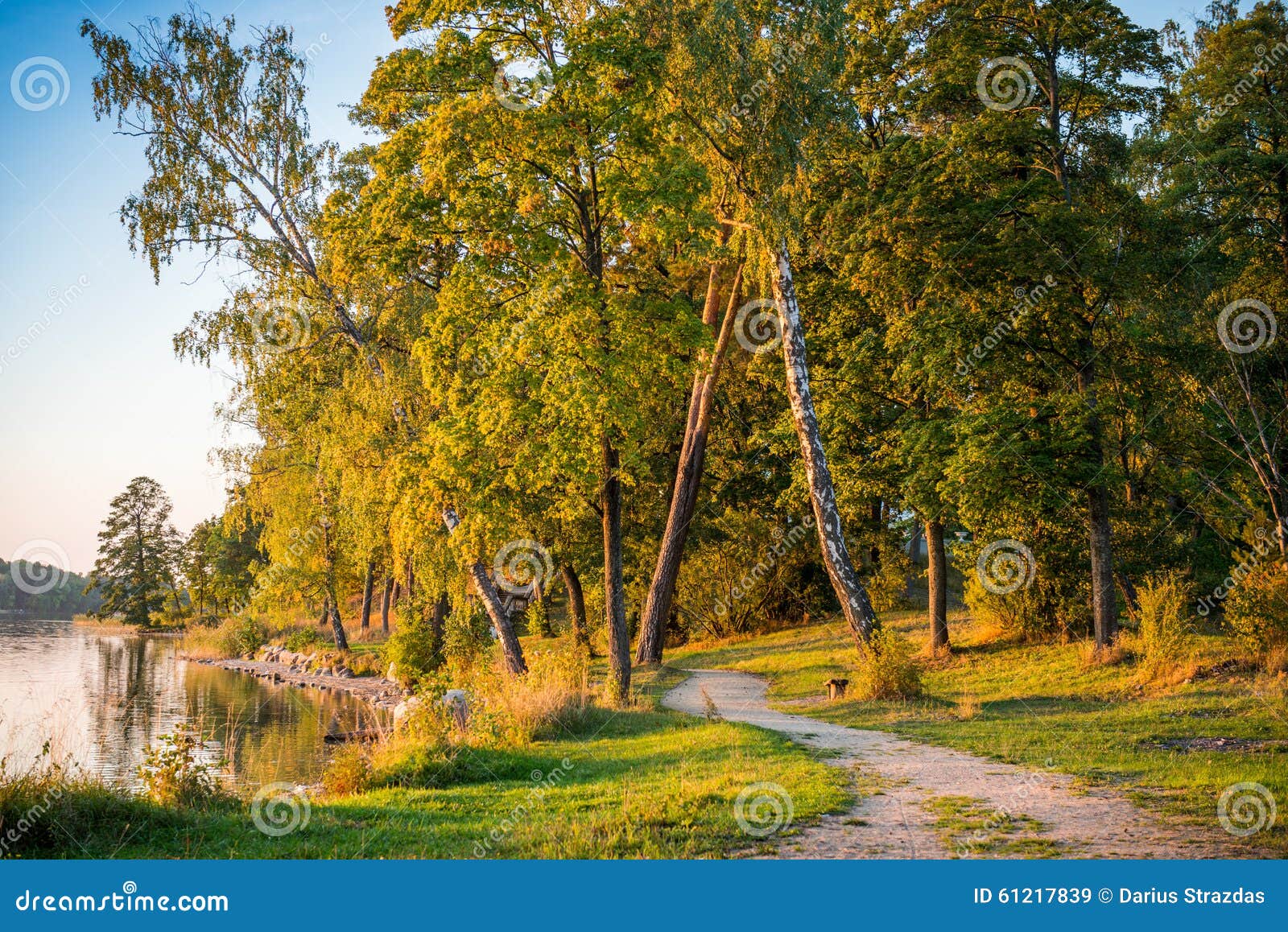 Forest path near lake stock image. Image of tree, path - 61217839