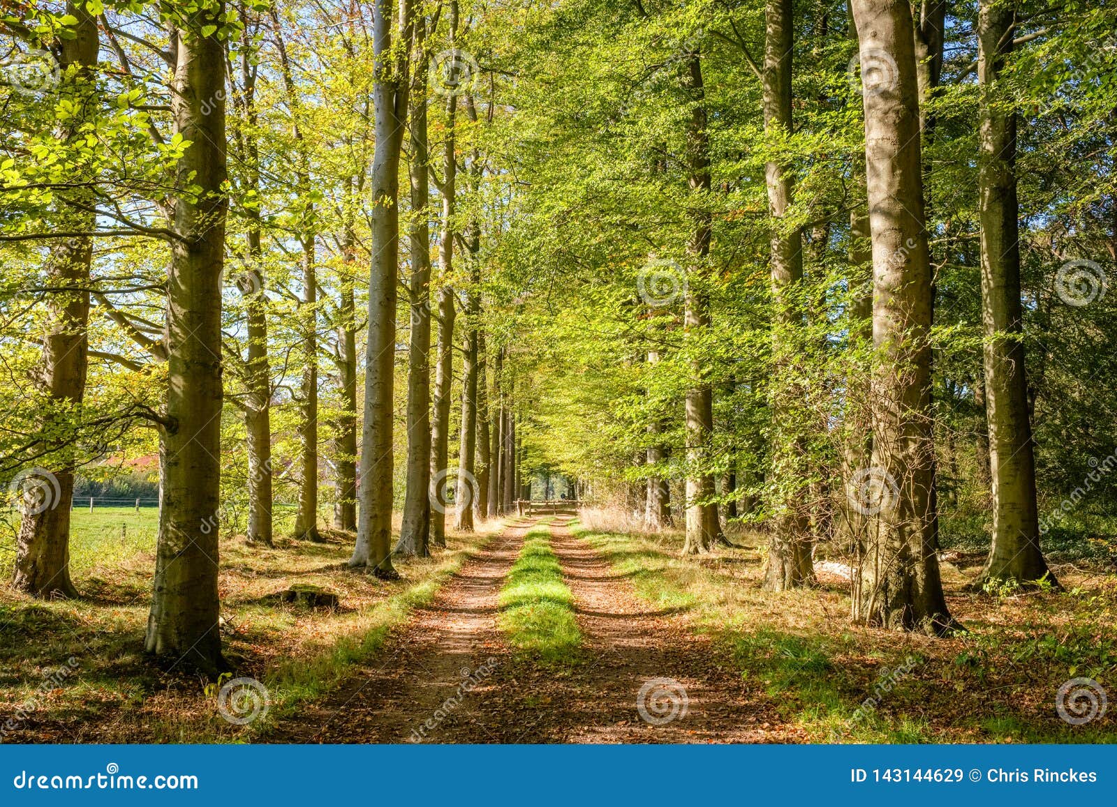 Forest Path on a October Afternoon Tankenberg, Oldenzaal, the ...