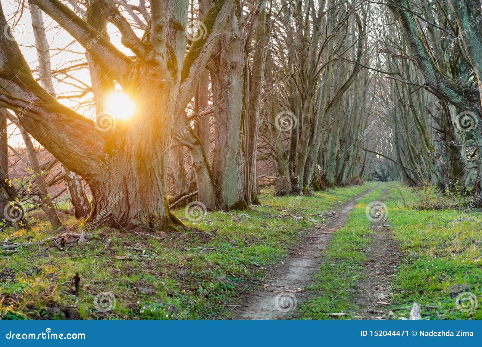 Forest Path among Old Trees, Sunset in the Forest, Sunlight through the ...