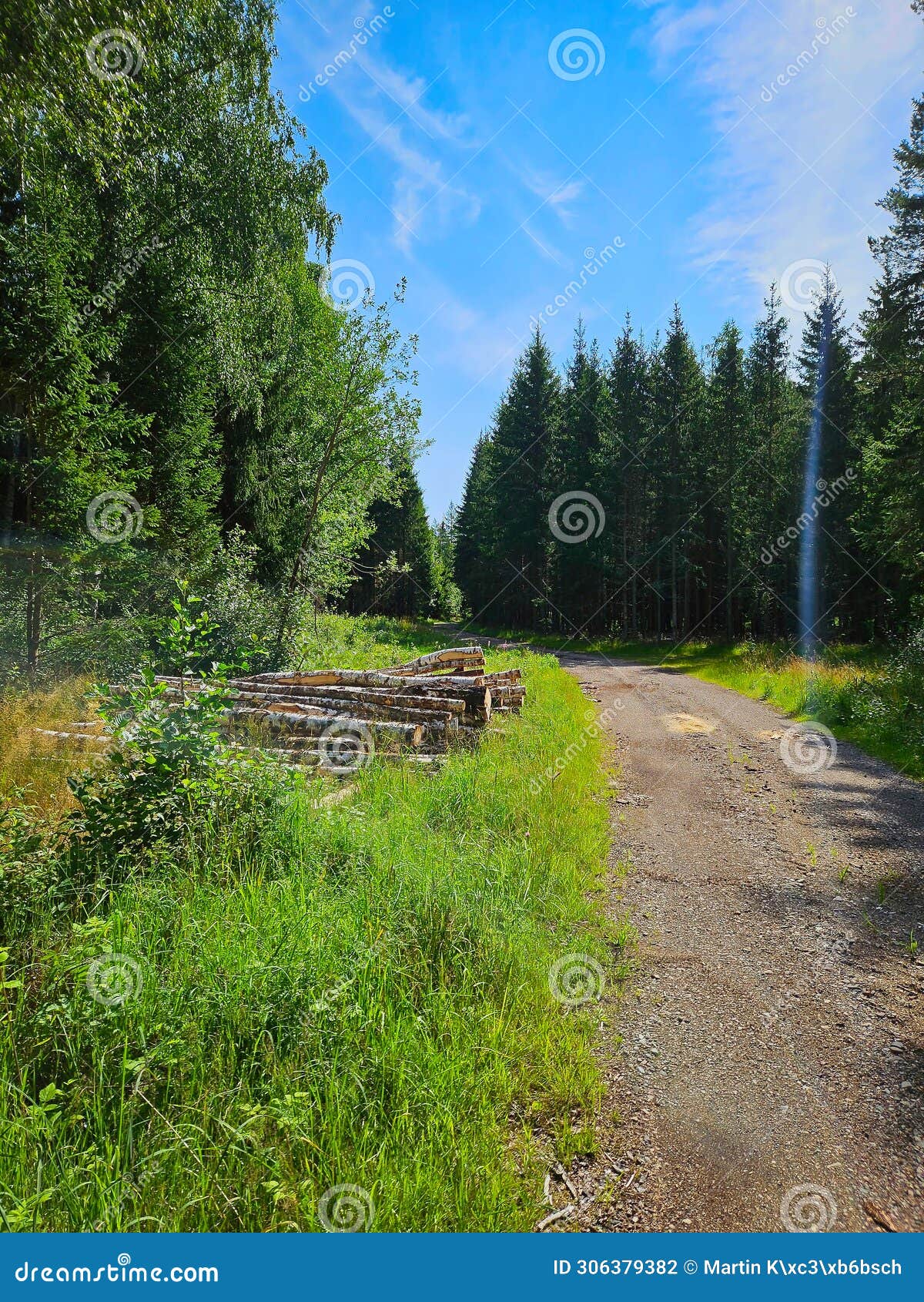 Forest Path Overgrown with Grass. Heather at the Edge of the Path ...