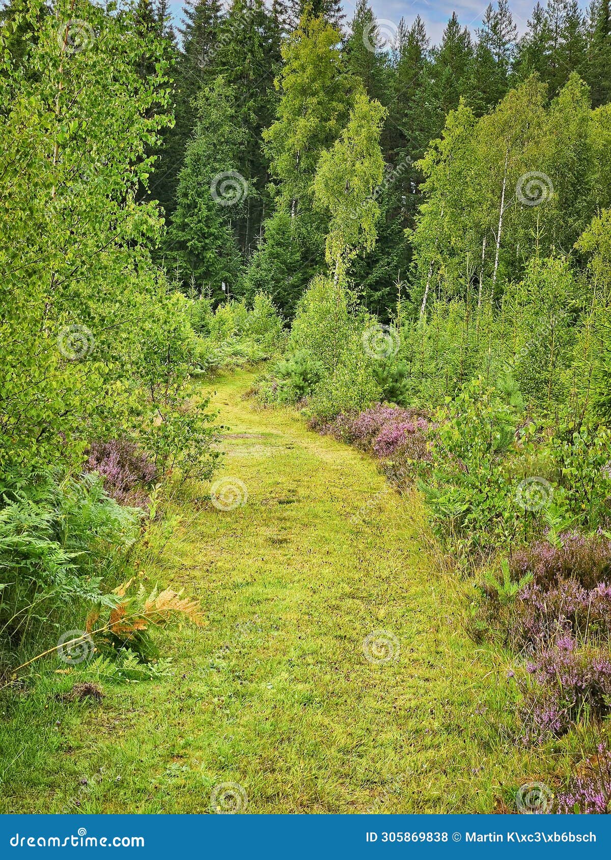 Forest Path Overgrown with Grass. Heather at the Edge of the Path Stock ...