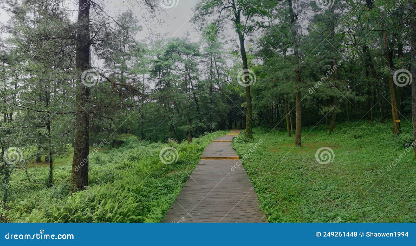Forest Path panorama stock photo. Image of trees, landscape - 249261448