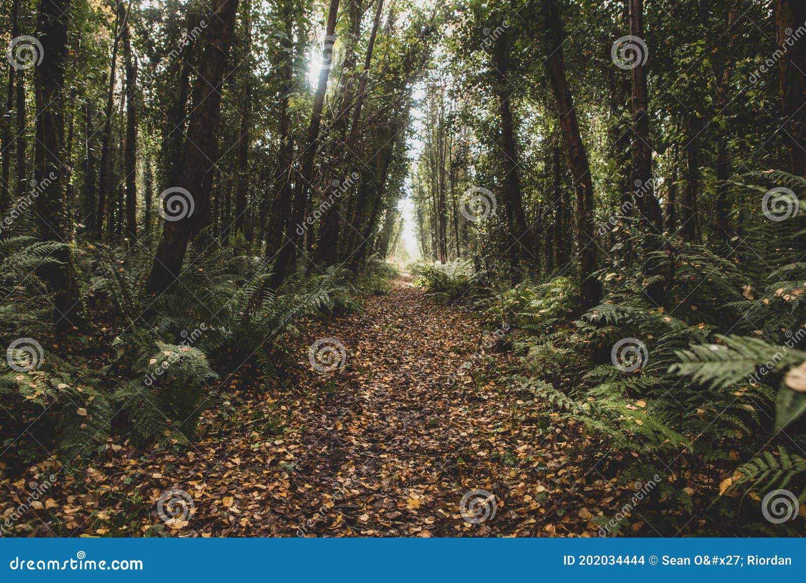 Forest path stock photo. Image of colour, forest, leaves - 202034444