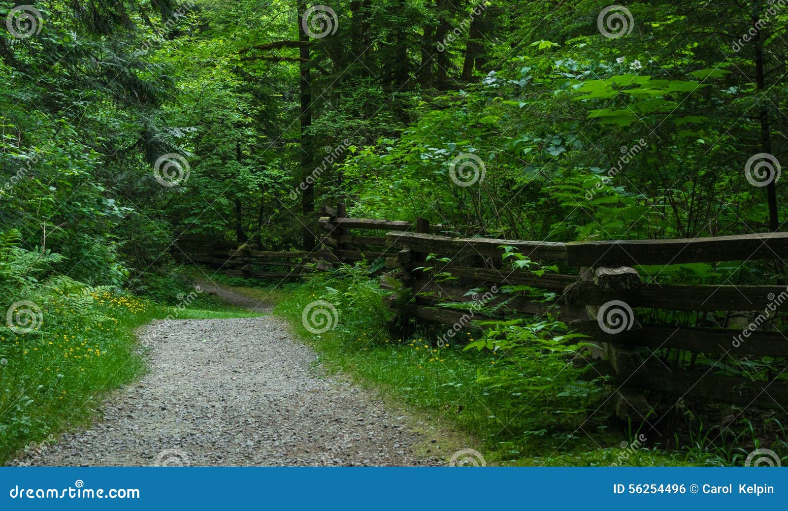 Forest path stock photo. Image of green, lush, tranquility - 56254496