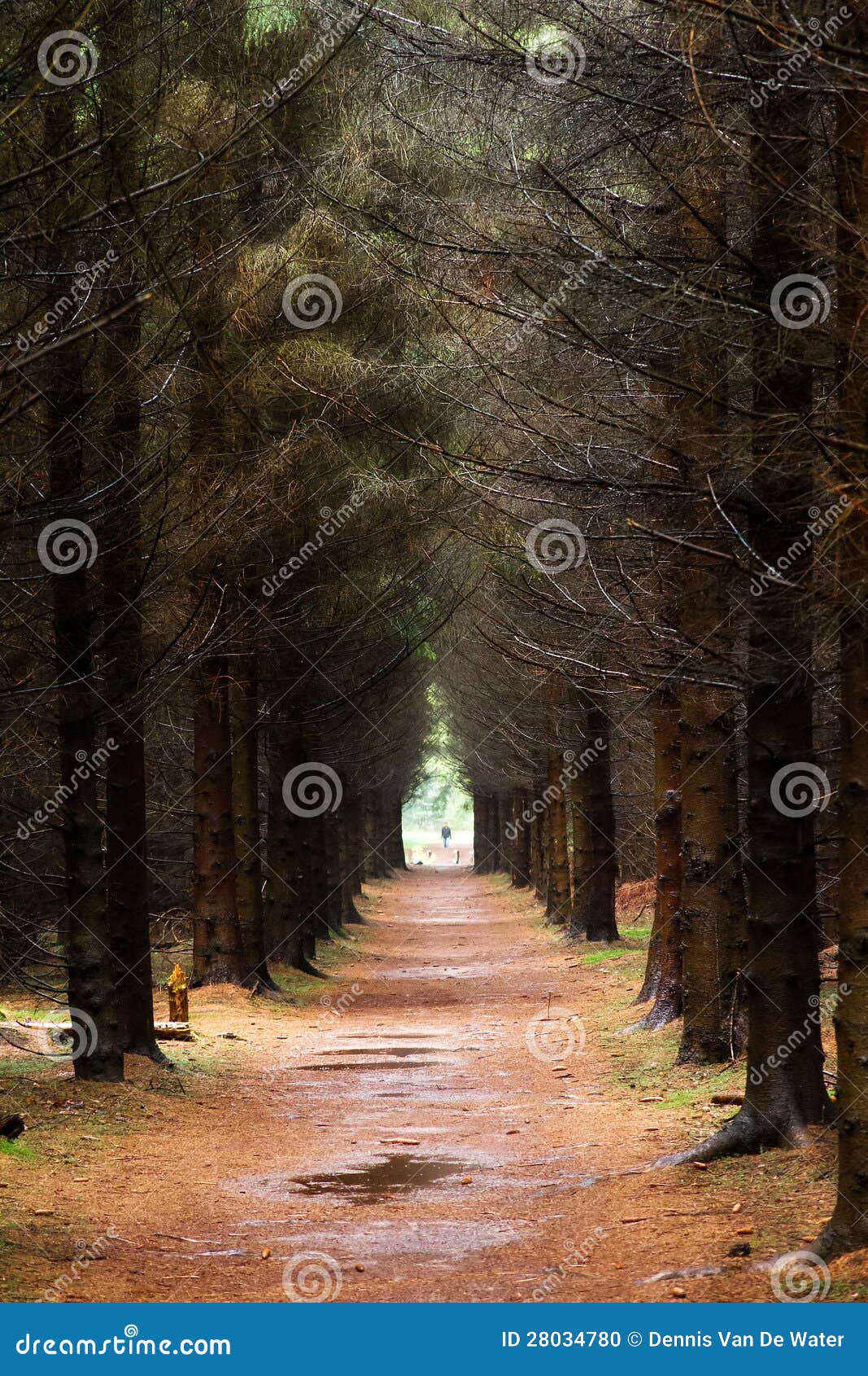 Forest path perspective stock photo. Image of spooky - 28034780