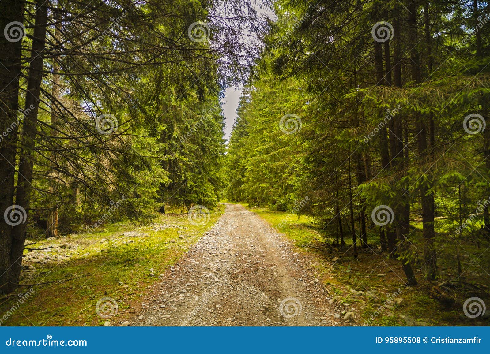 A Forest Path with Pine Trees in the Mountains in the Carpathian Stock ...