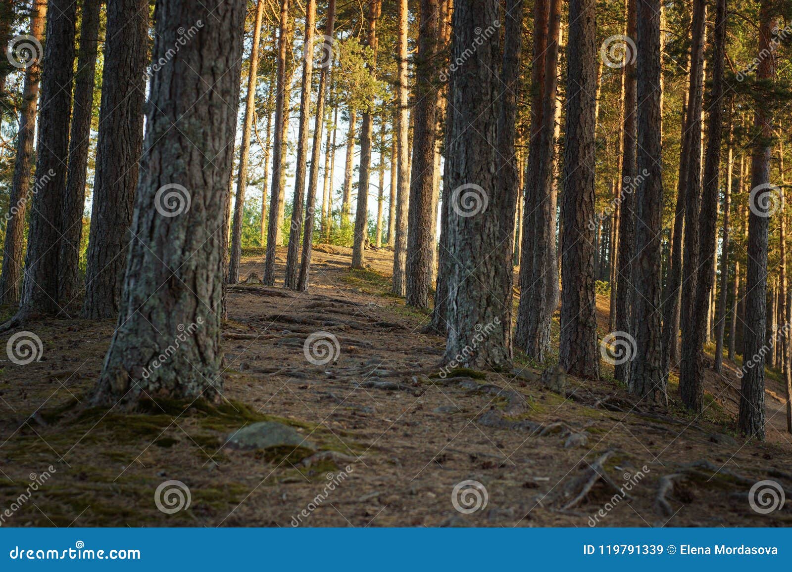 Forest Path with Pine Trees, Sunlit at Sunset in Summer Stock Image ...