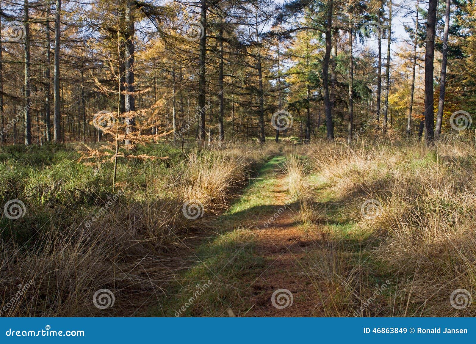 Pines Loenermark Stock Photos - Free & Royalty-Free Stock Photos from ...