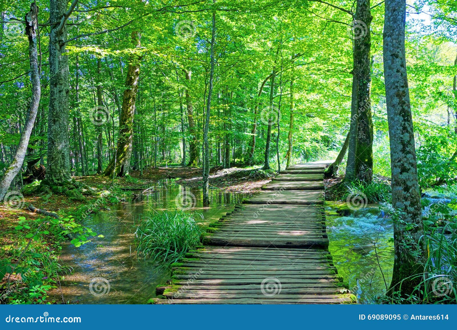 Forest Path Between The Trees. The Trees Form An Arch With A Green ...