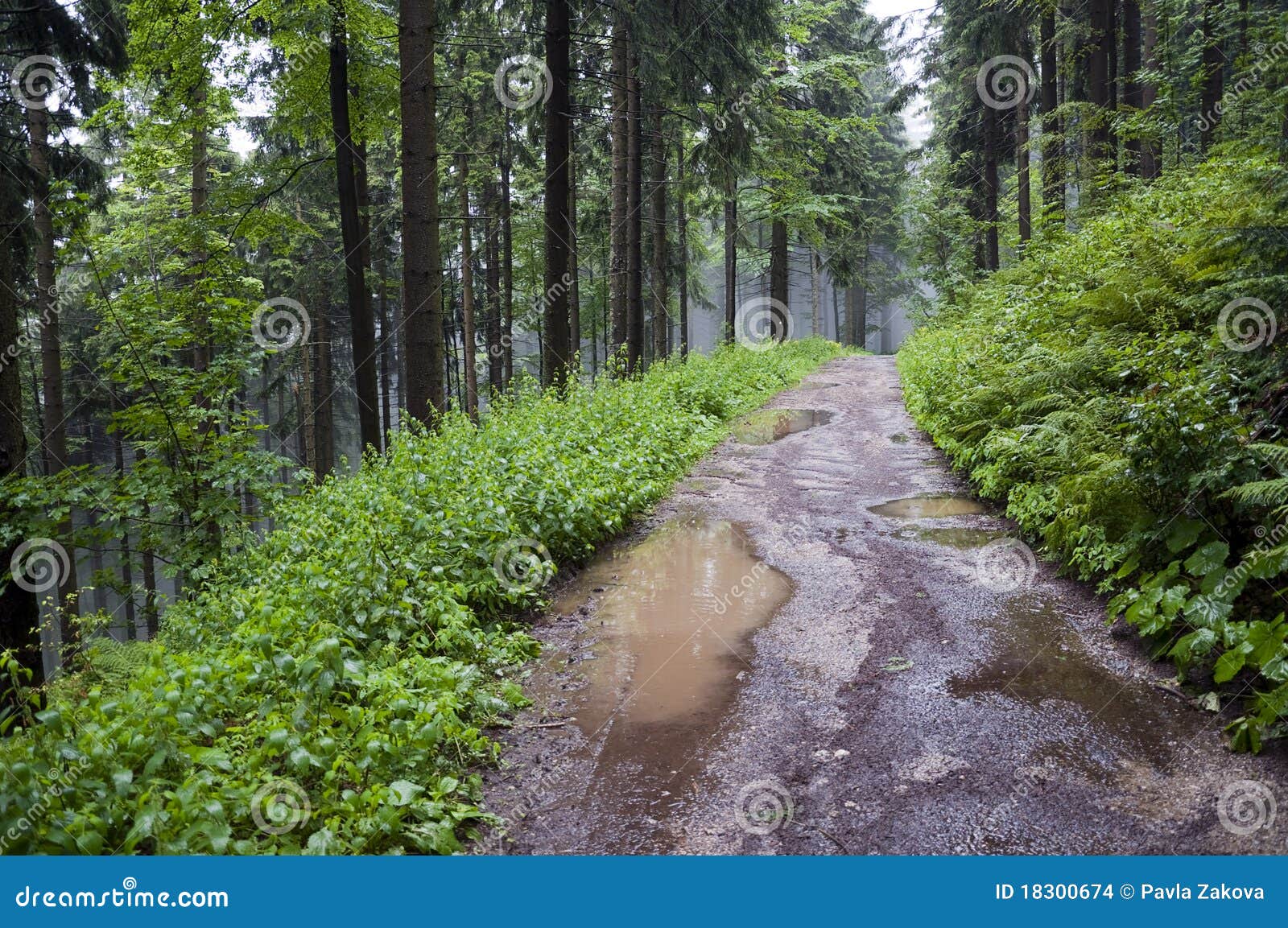 Forest path after rain stock photo. Image of season, spring - 18300674