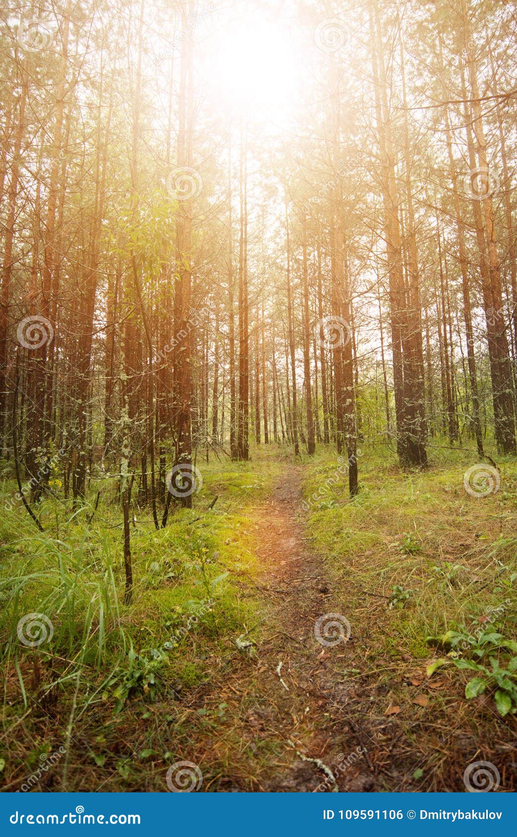 Forest Path after Rain in the Sunshine. Coniferous Forest and Moss ...