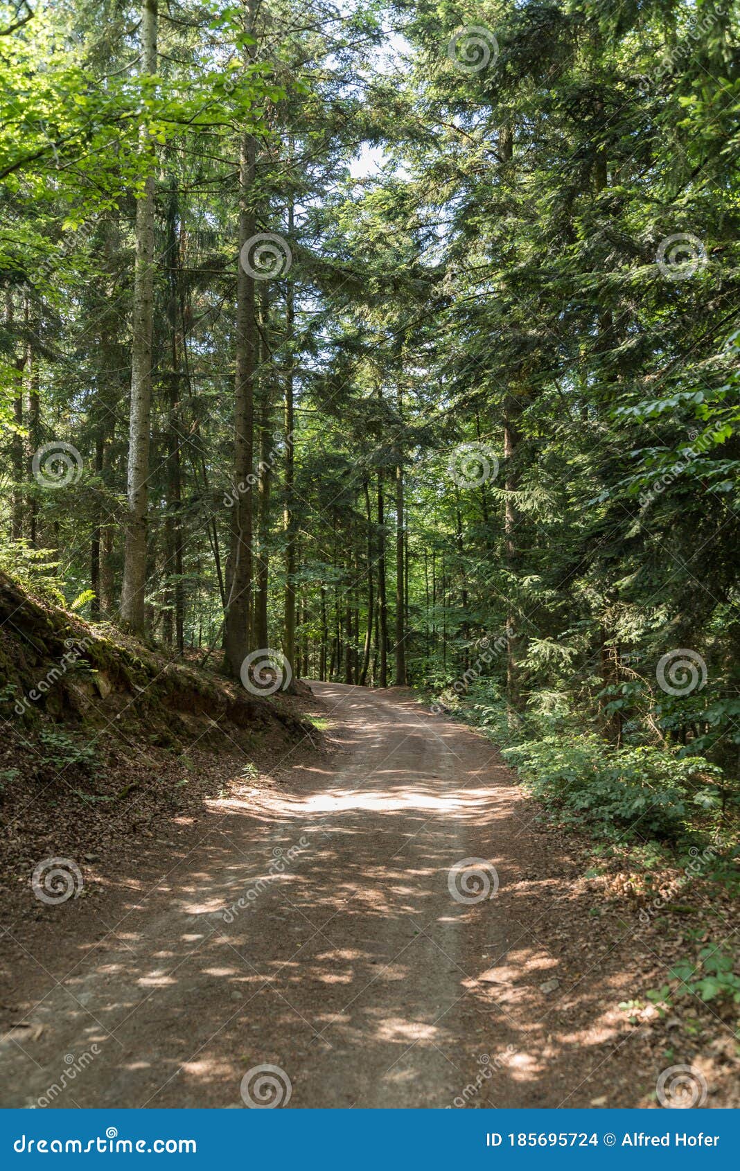 Forest path for relaxation stock photo. Image of track - 185695724