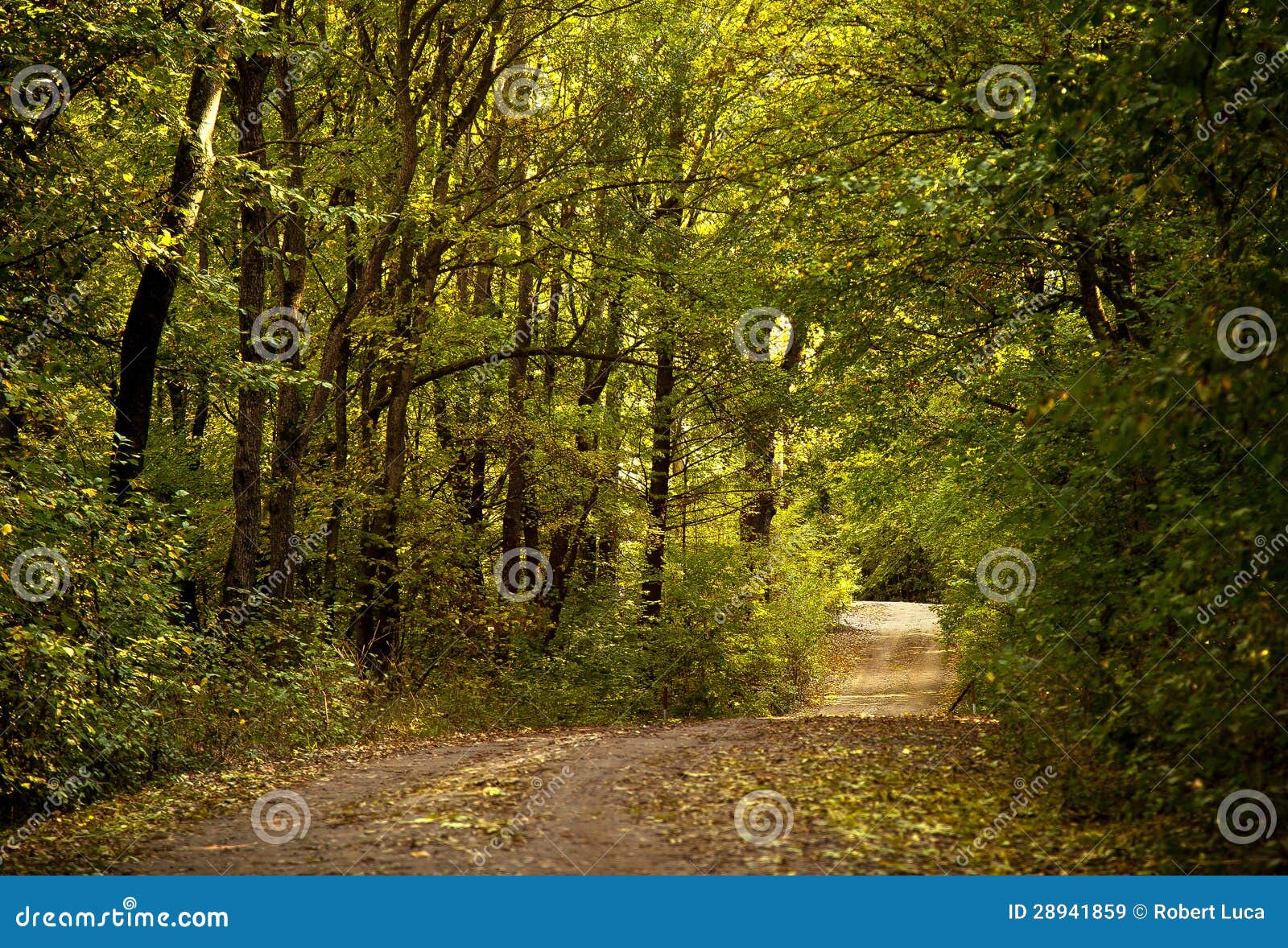 Forest path road stock image. Image of green, distant - 28941859