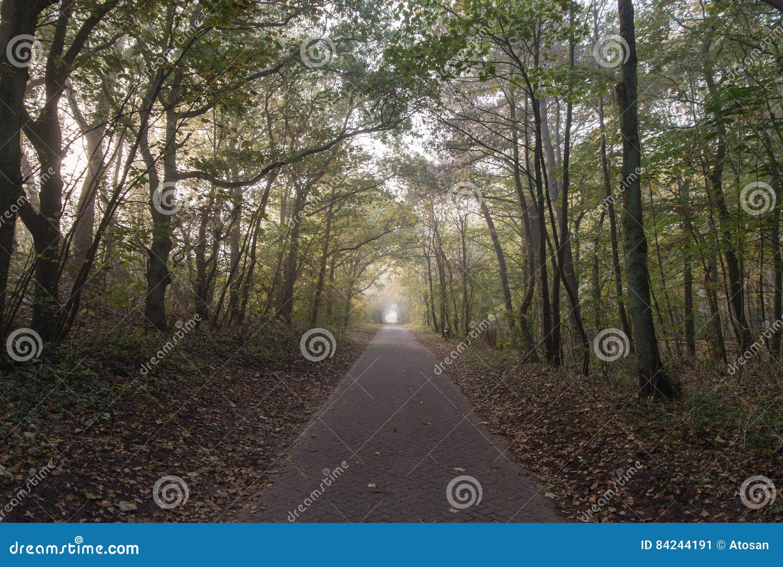 Forest Path stock image. Image of forest, lane, freeway - 84244191