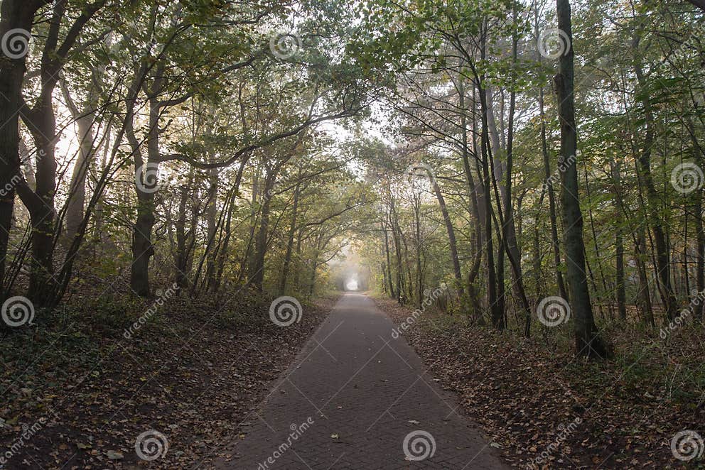 Forest Path stock image. Image of forest, lane, freeway - 84244191