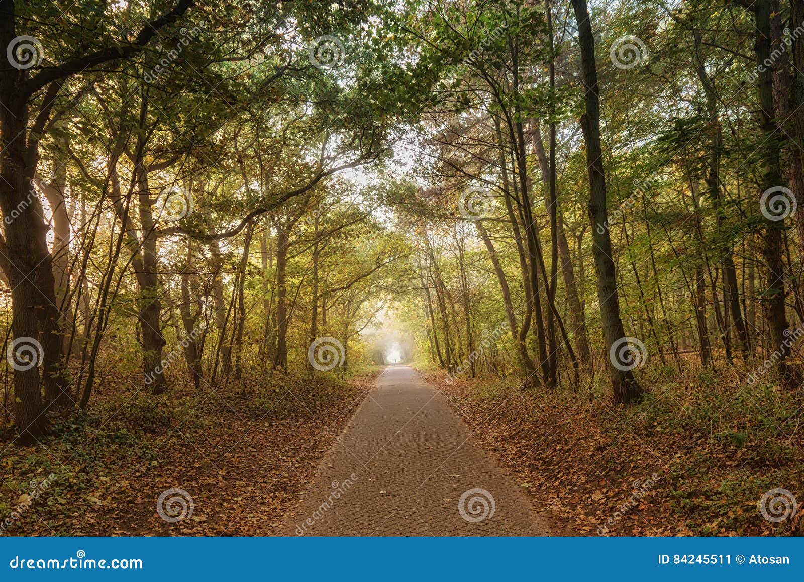 Forest Path stock image. Image of roadway, footpath, green - 84245511