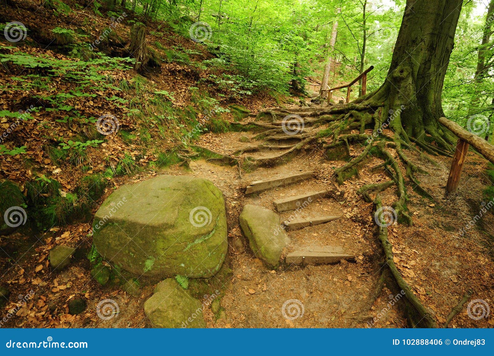 Forest Path through the Rocks Stock Photo - Image of road, path: 102888406