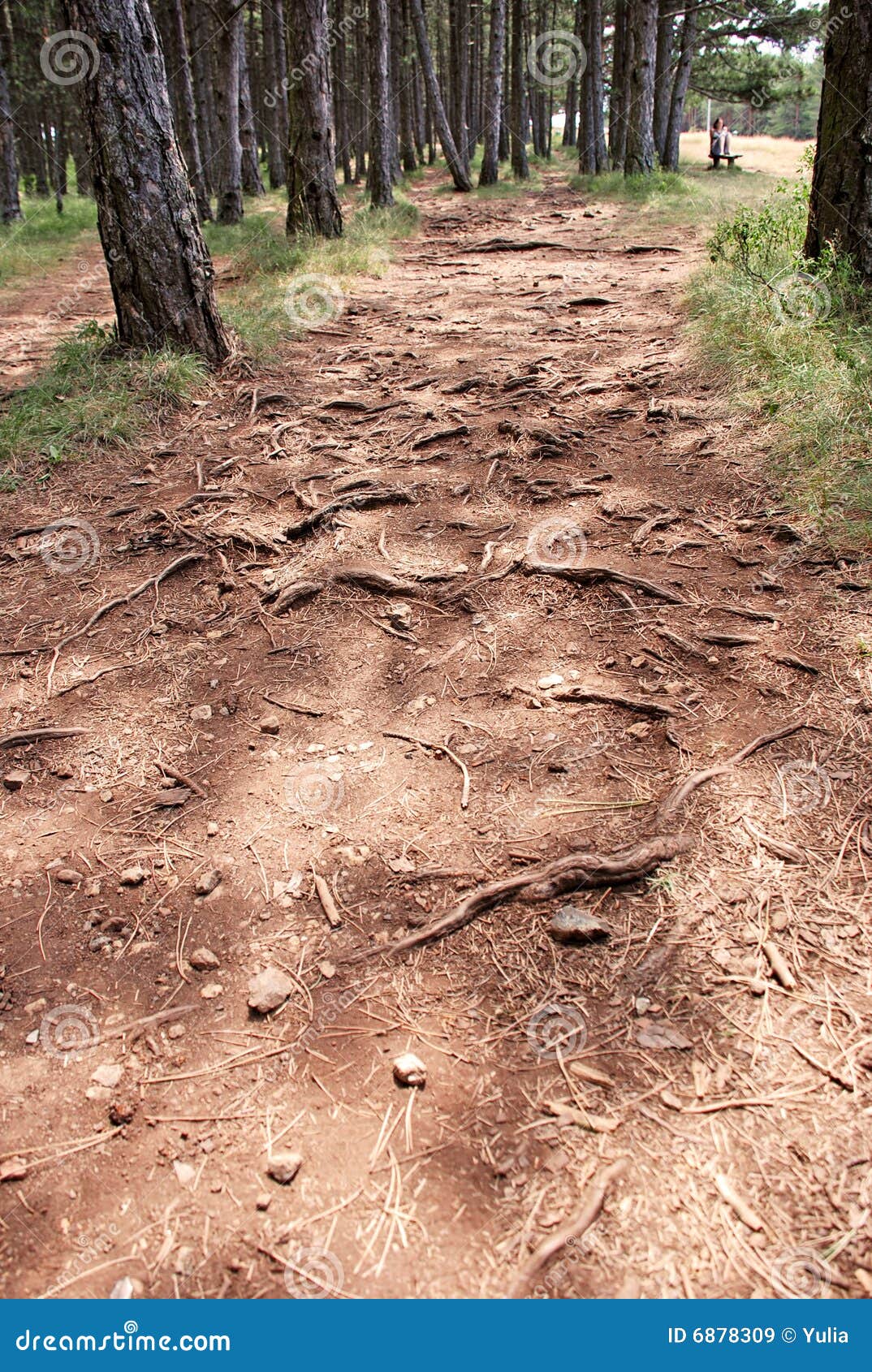 Forest path - root pattern stock image. Image of conifer - 6878309