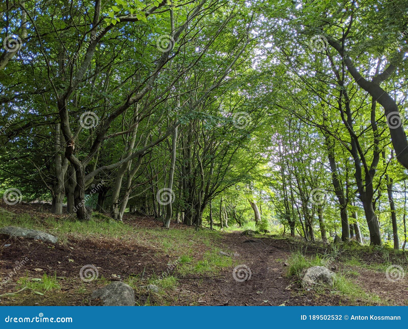 Forest Path Running through an Old Forest Stock Photo - Image of ...