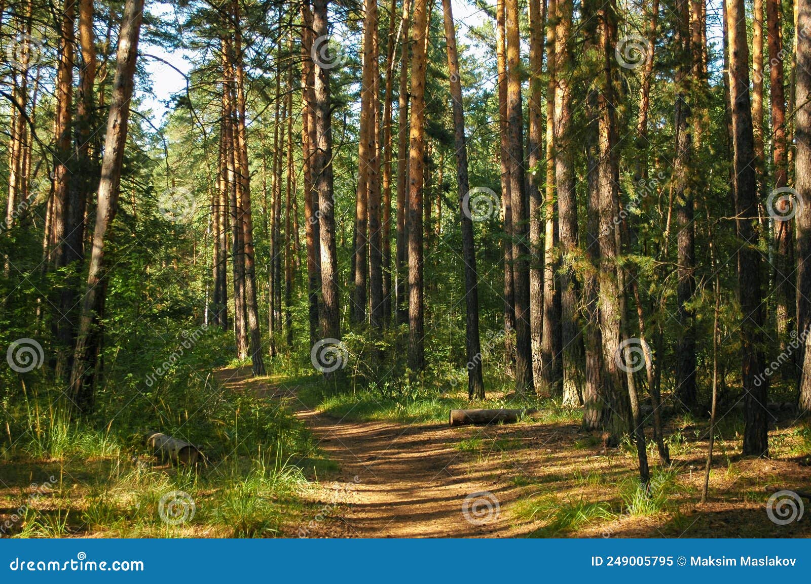 The Forest Path Runs between a Dense Green Thicket and Pine Trees ...