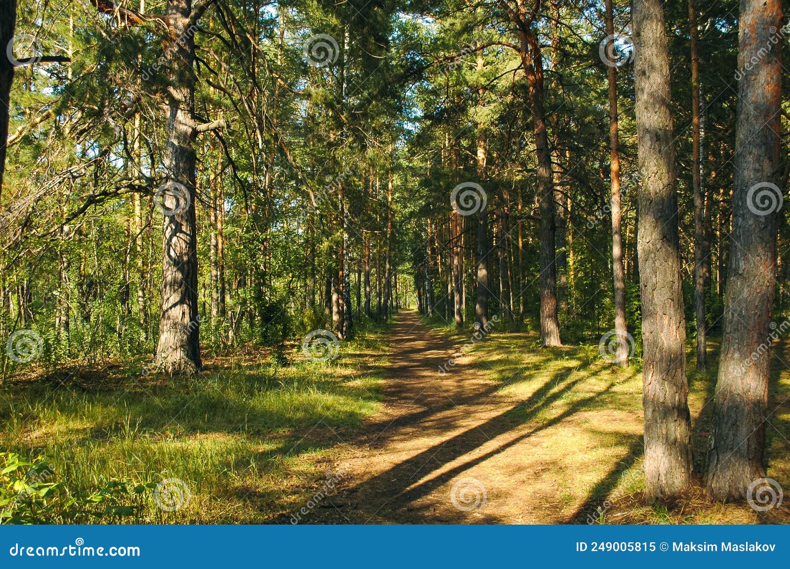 The Forest Path Runs between Mostly Pine Trees, Forming an Alley in a ...