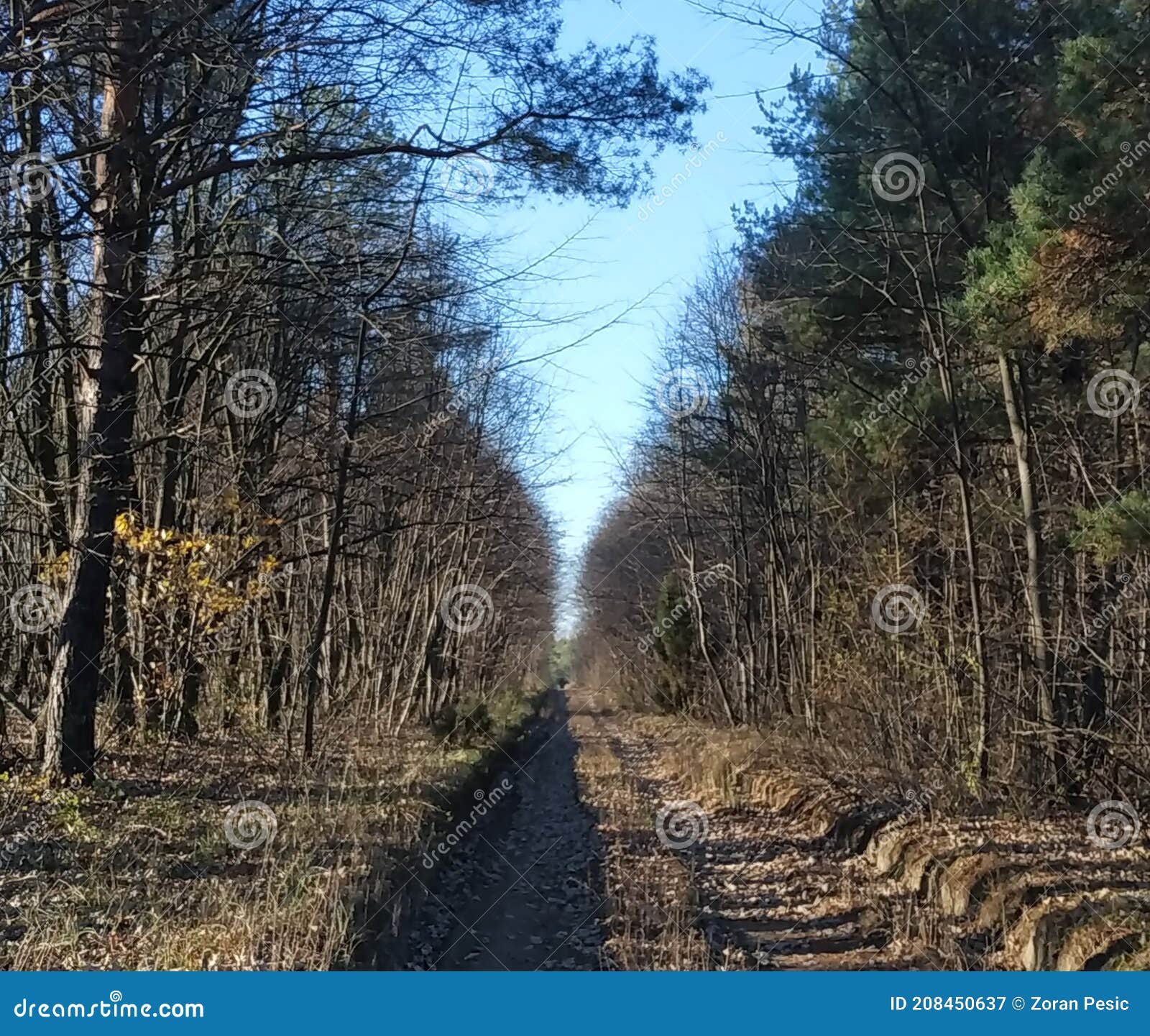 Forest Path in the Sandy Forest Stock Image - Image of autumn, trail ...