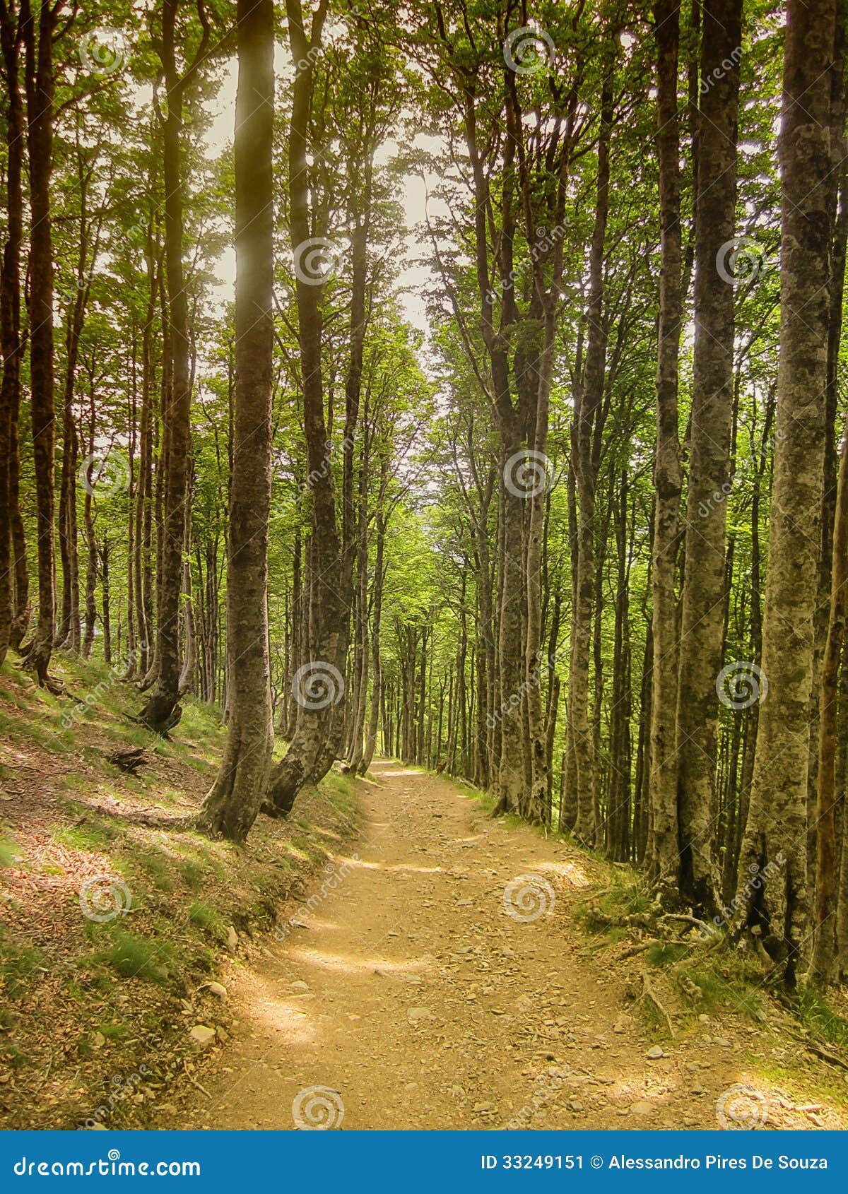 Forest Path stock image. Image of environment, leaves - 33249151