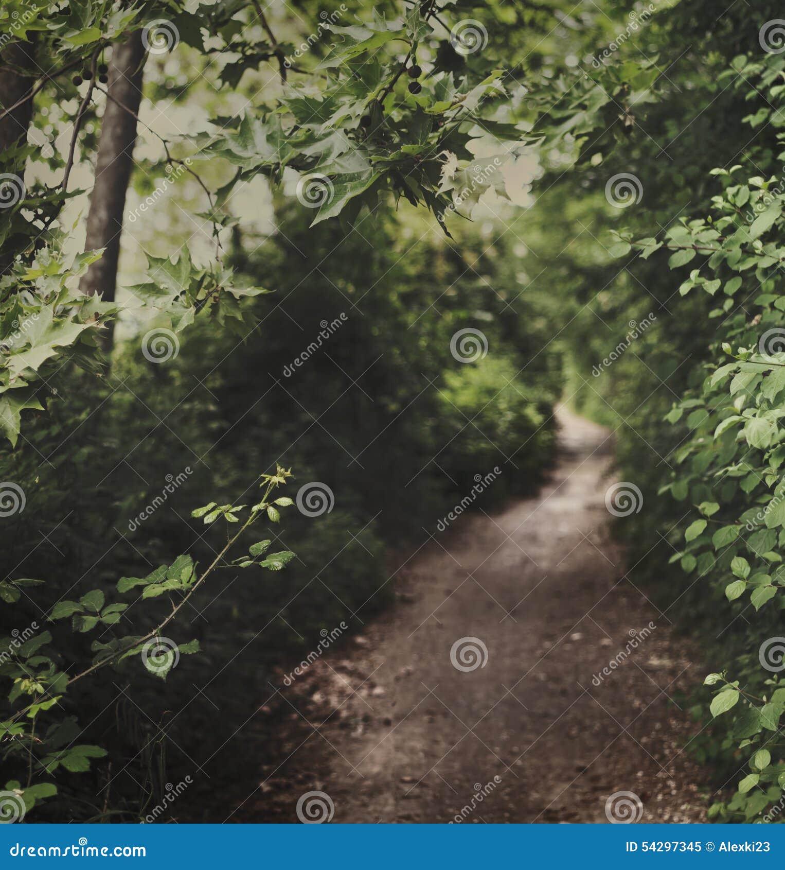 Forest path stock image. Image of adventure, dark, forest - 54297345