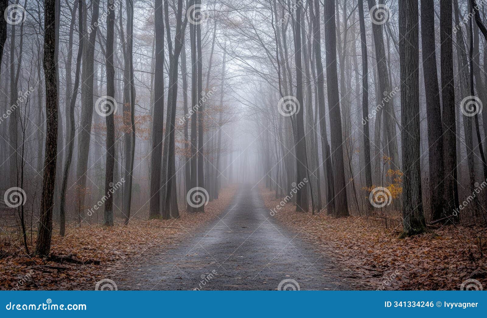 A Forest Path is Shown in the Rain with Trees on Either Side Stock ...