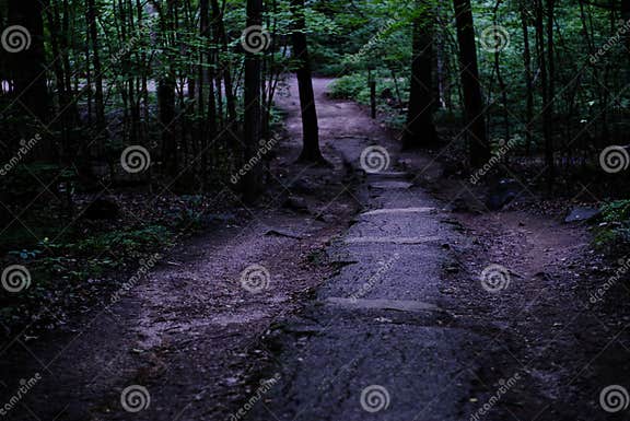 Forest Path Slight Curve Trees Stock Photo - Image of hiking, peaceful ...