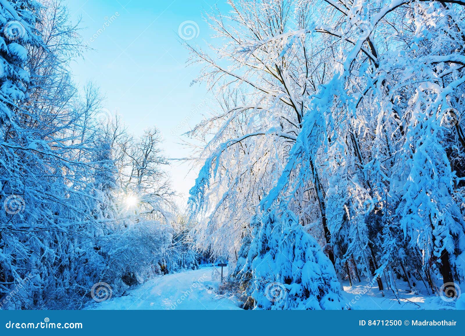 Forest Path with Snow Covered Trees Stock Photo - Image of season, wood ...