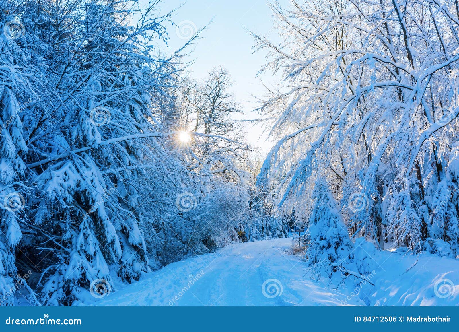 Forest Path with Snow Covered Trees Stock Photo - Image of cold ...