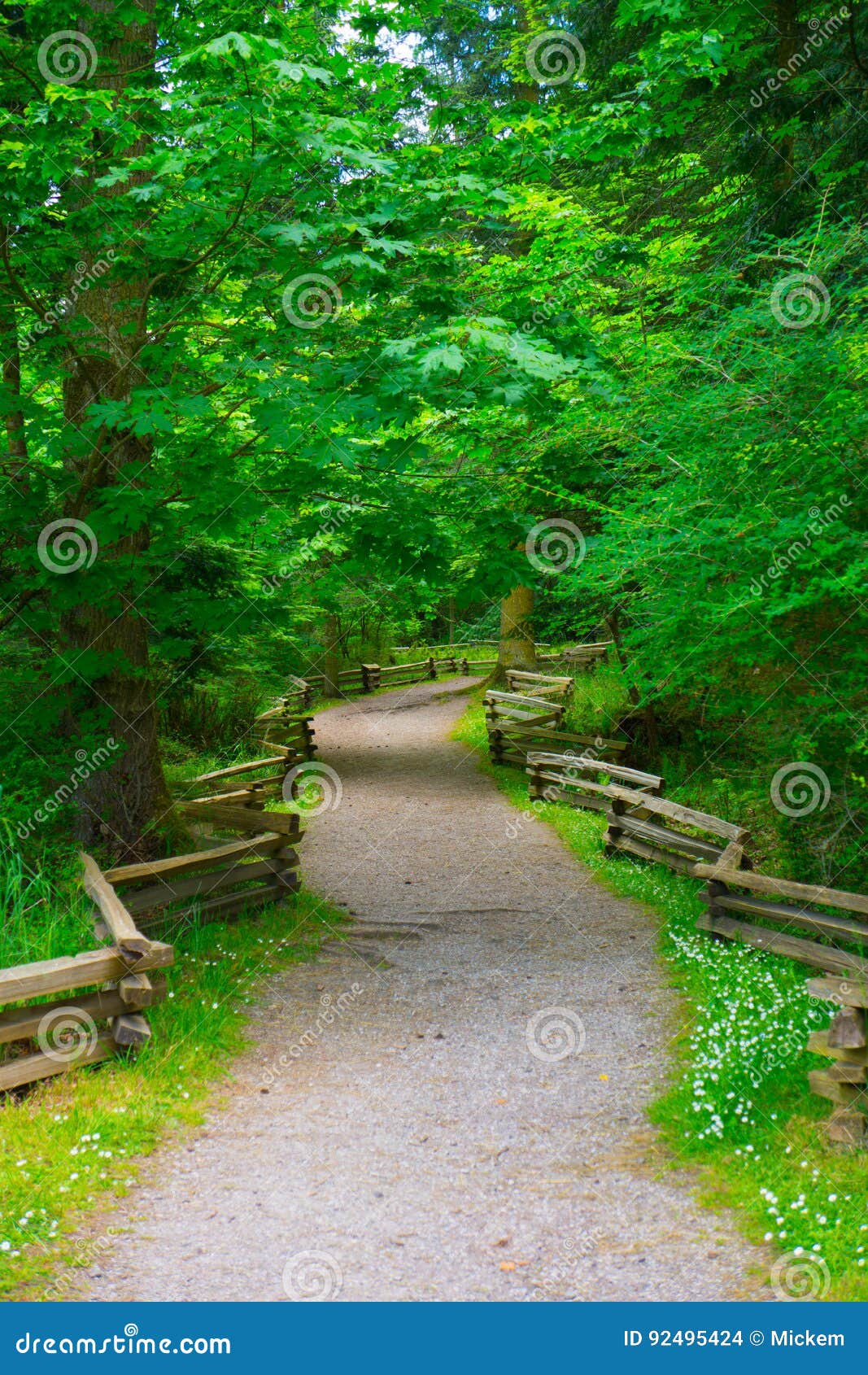 Forest Path with Split-rail Fence on Sunny Day Stock Photo - Image of ...