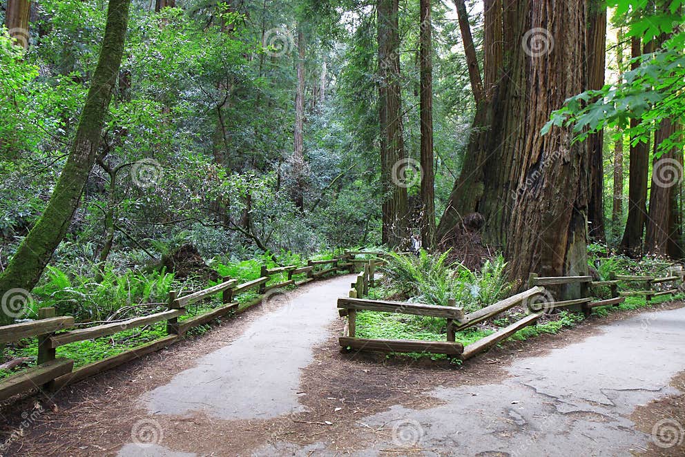 Forest path in spring stock image. Image of season, hike - 14403963