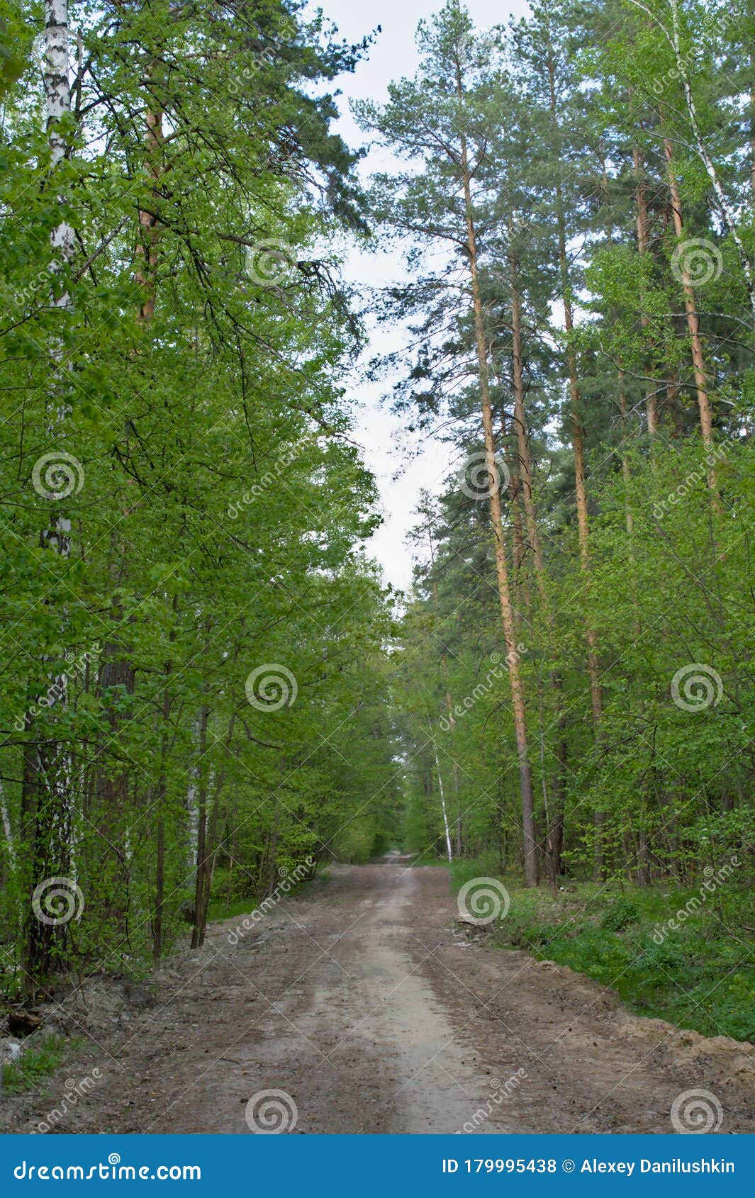 Forest Path in the Spring Forest. Stock Photo - Image of lane, bright ...
