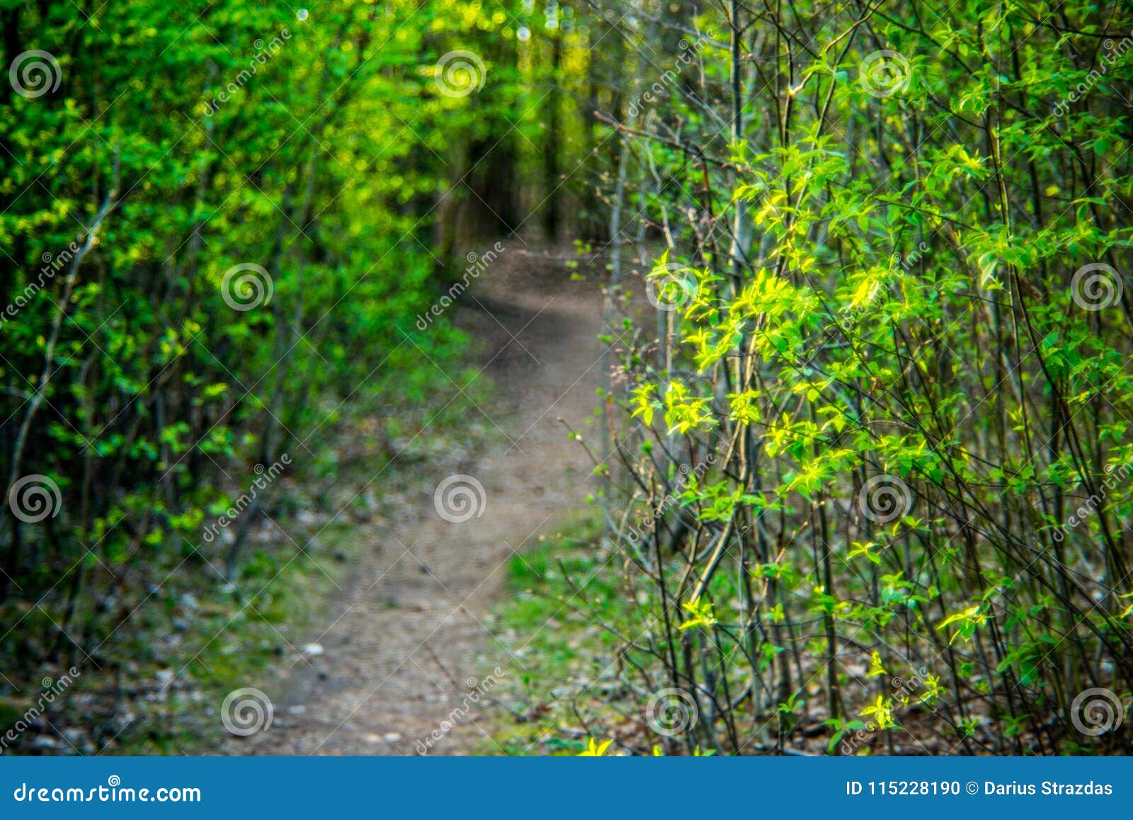 Forest path in spring stock photo. Image of beautiful - 115228190