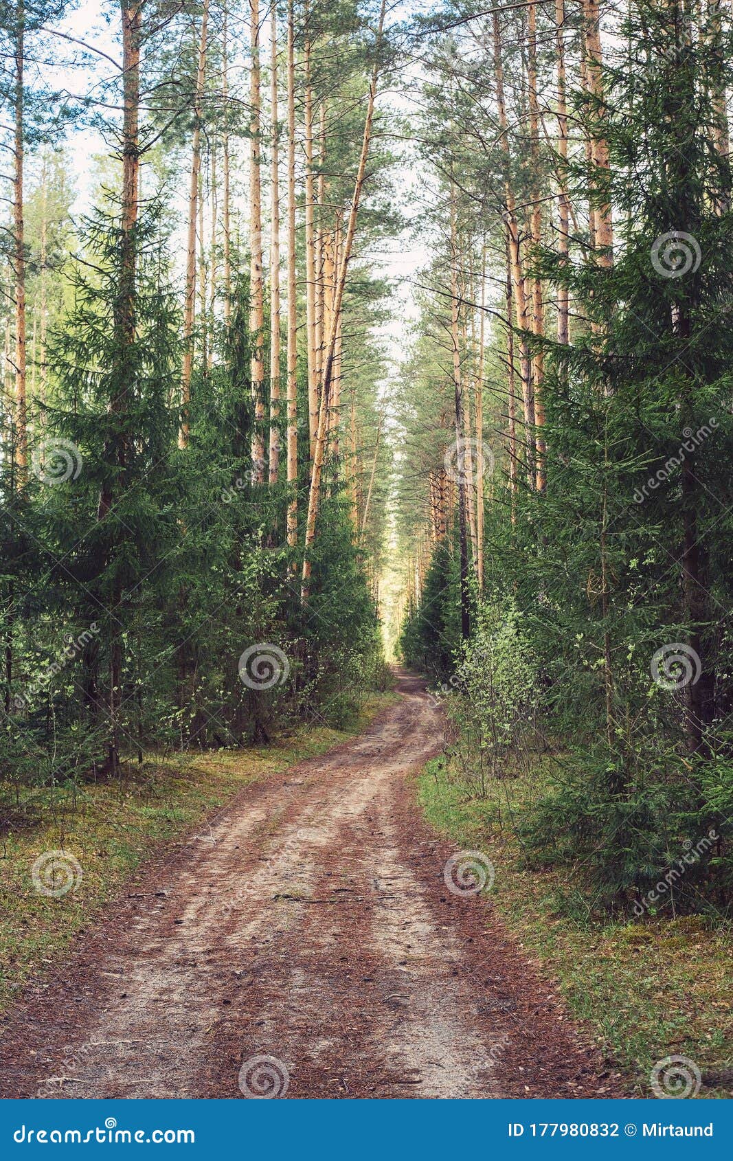 Forest Path in Spring, European Spruce and Pine Forest Stock Photo ...